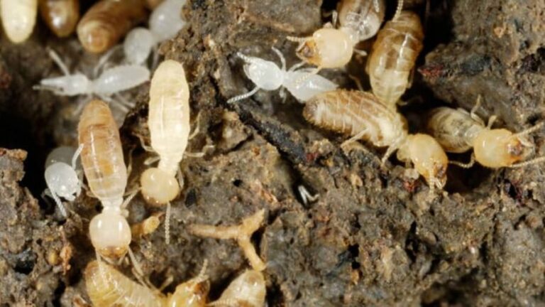 Mối đất và mối gỗ phân biệt và tiêu diệt chúng như thế nào?